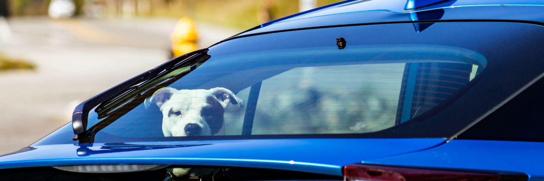 What To Know About Prius Maintenance - Naylor's Auto Repair